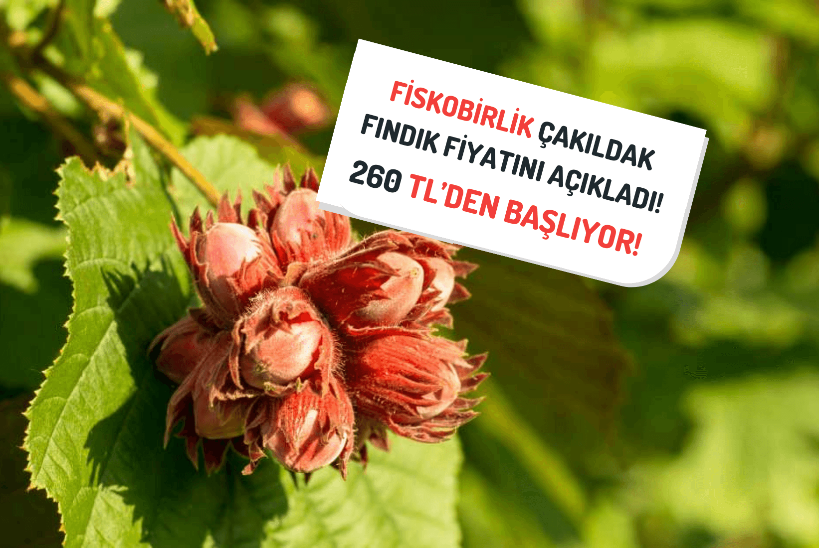 Fiskobirlik Çakıldak Fındık Fiyatını Açıkladı: 260 TL’den Başlıyor ...