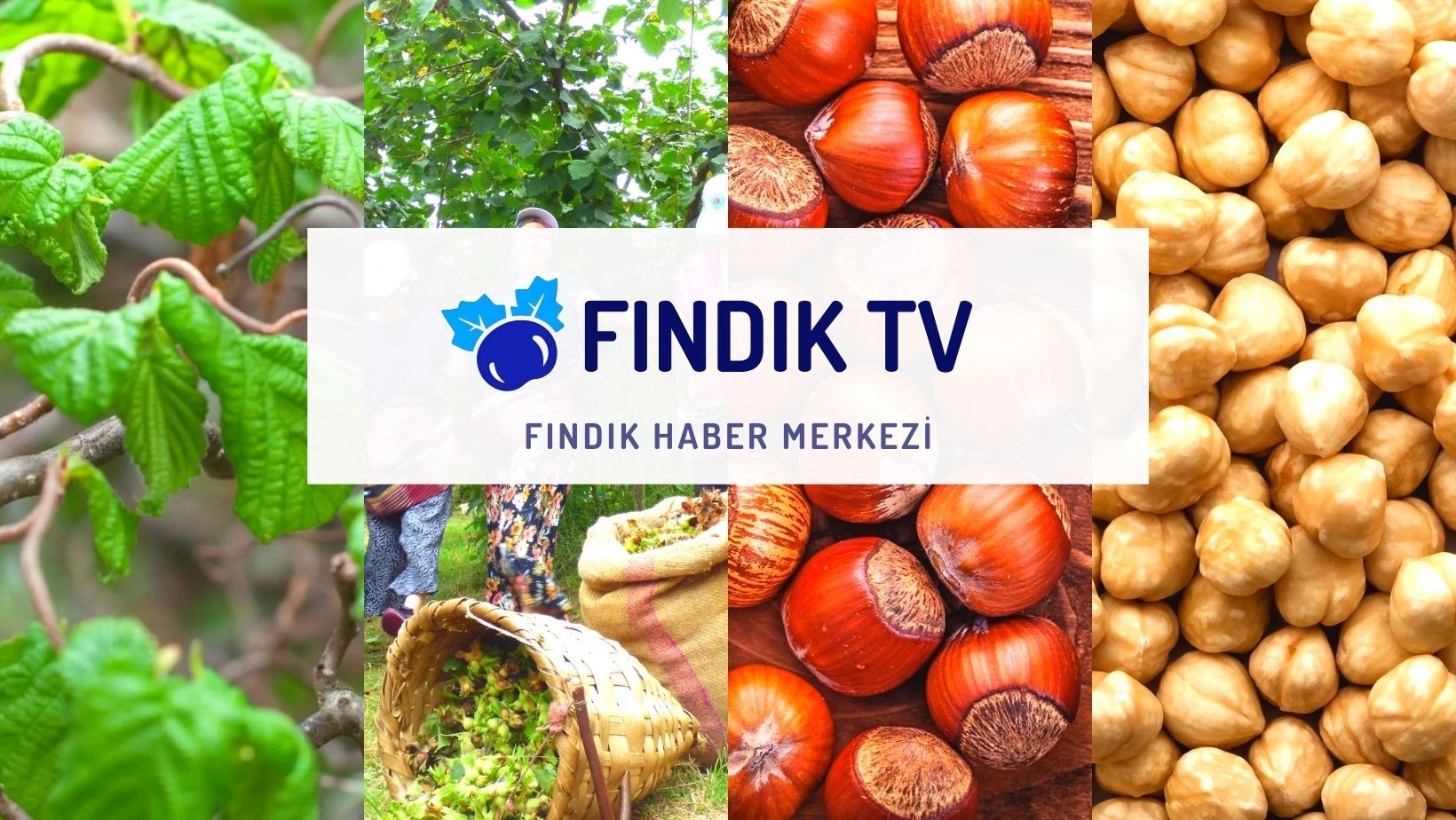 Fındık | FINDIK TV