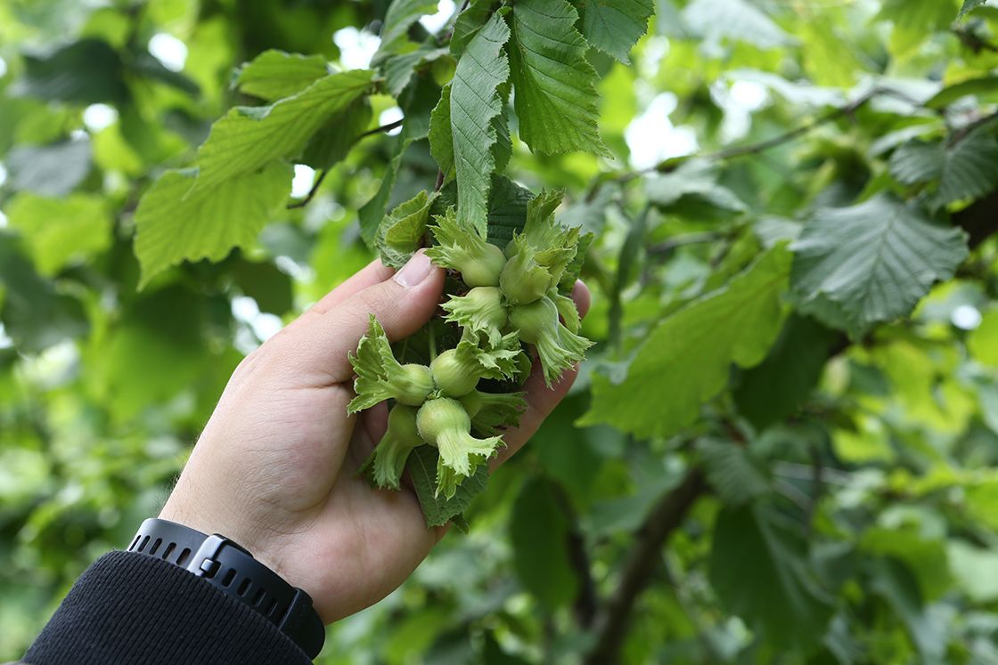 Serbest Piyasada Güncel FINDIK Fiyatları! 1 EYLÜL 2025 PAZARTESİ ...