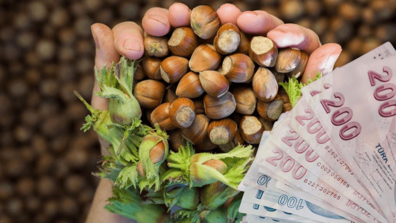 Uzman İsim Uyardı!! FINDIK Fiyatı artmayacak! | FINDIK TV